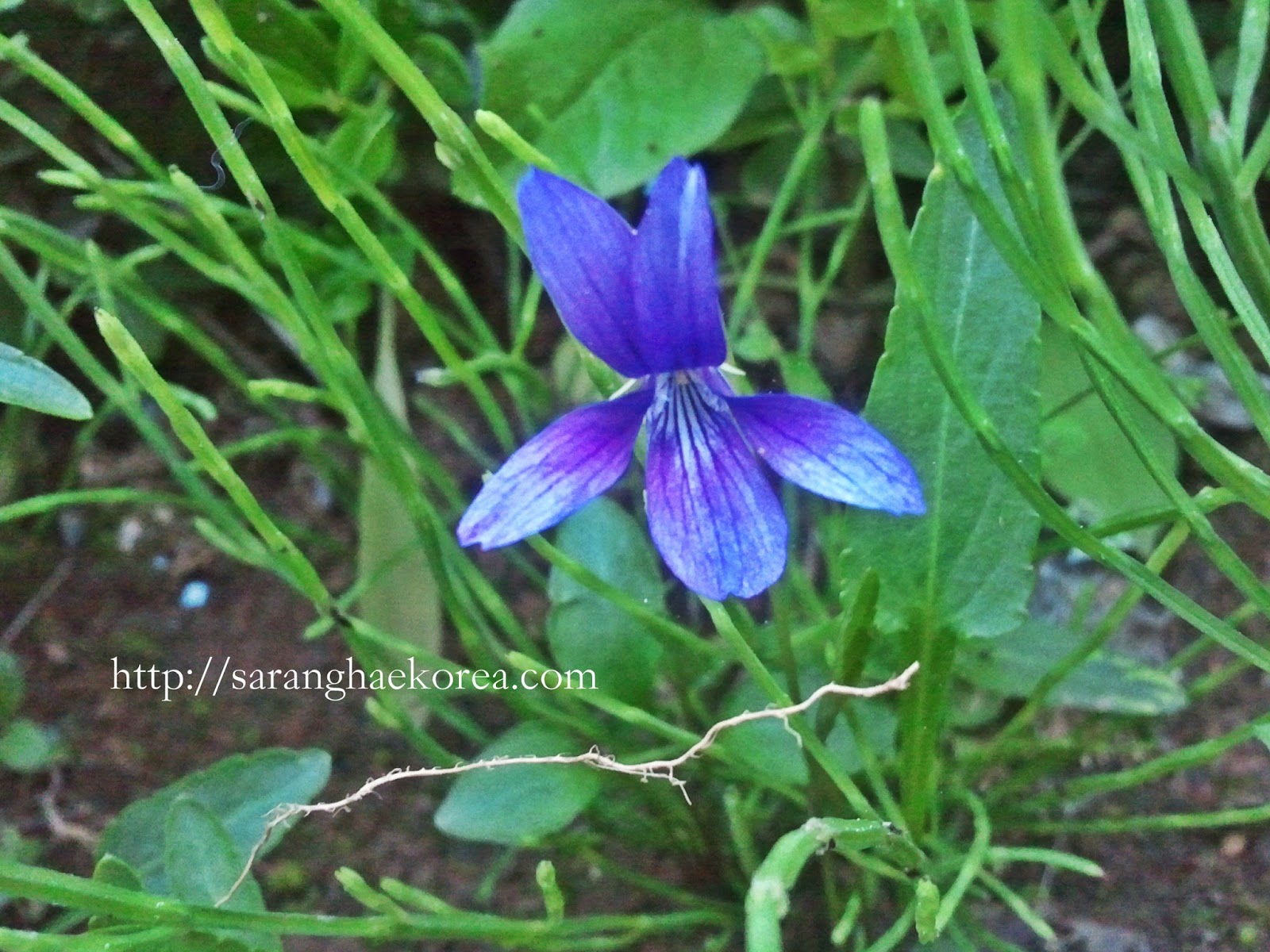 8 Featured Wild Spring Flowers of Korea