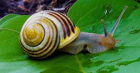 Phylum Mollusca - NEET-Biology ~ Educational Consultant
