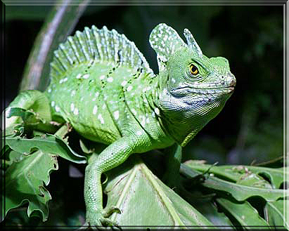 Basilisco (Basiliscus)