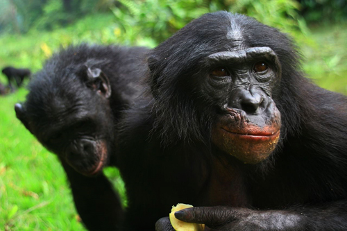 Lumea Animalelor: Maimuta