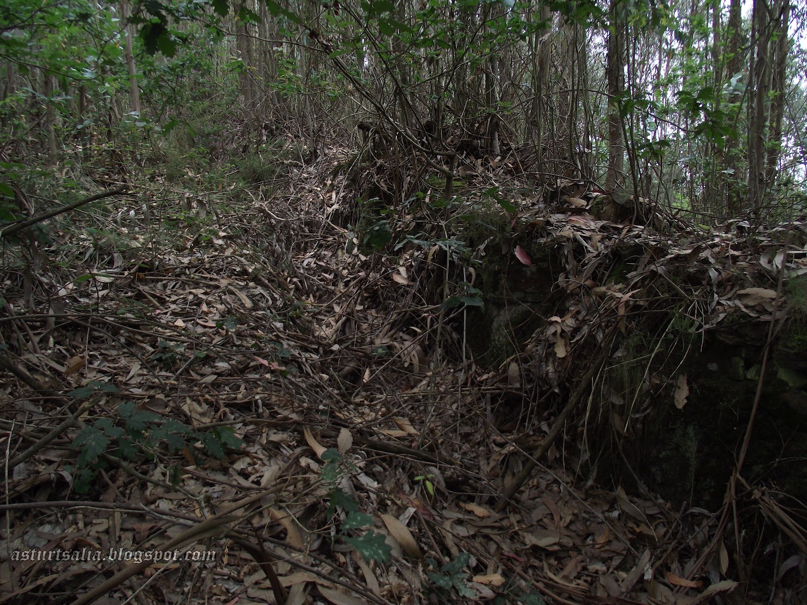 Asturtsalia: Caminando por el monte de La Trecha