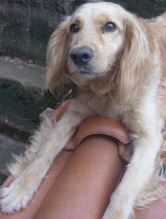 Adote, Não Compre!: ADOTADA EM 25/10/2015!!! LINDA COCKER