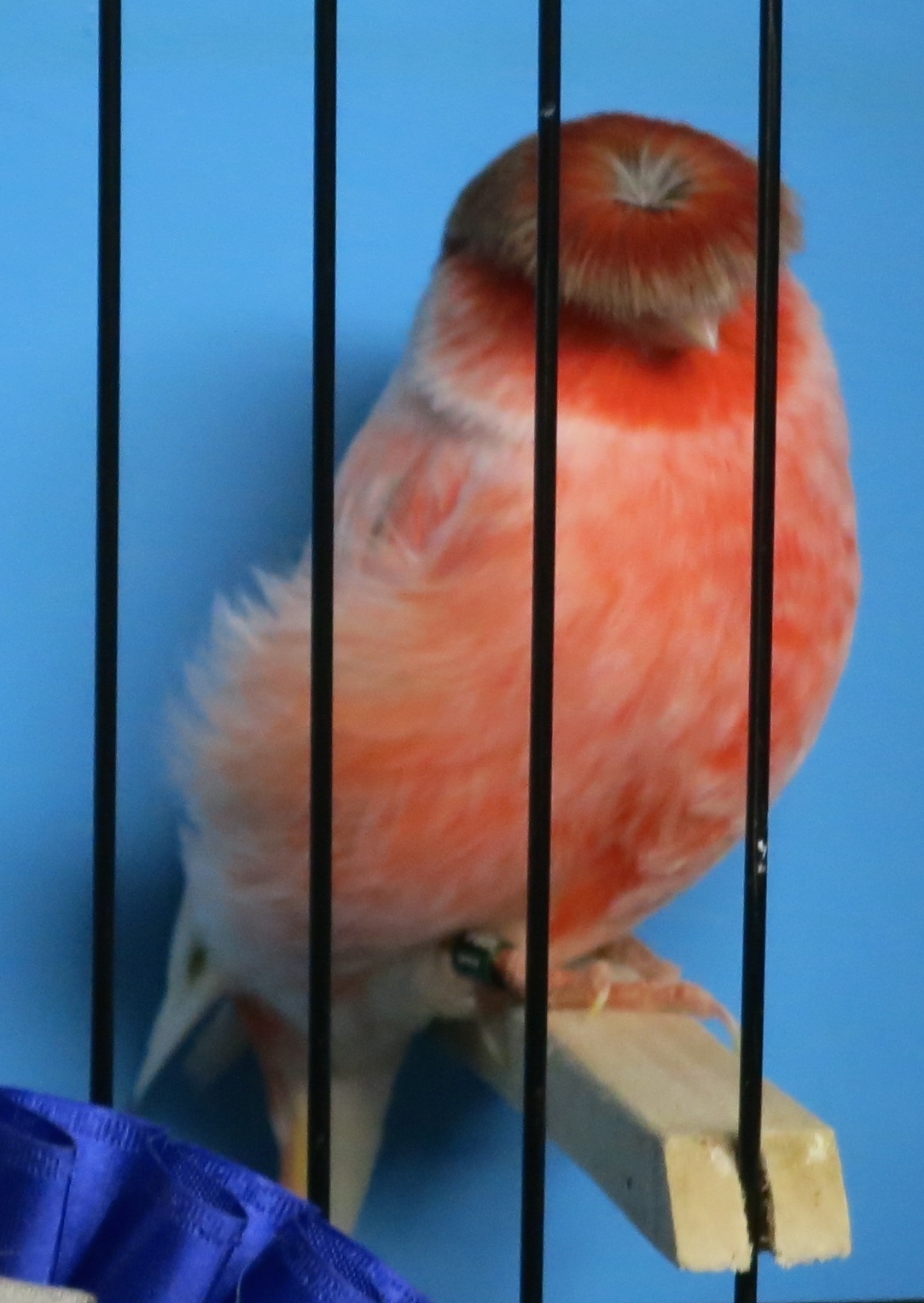 Canary Tales: Breeding Better Looking Birds Part 2 Feather Type - Buff ...