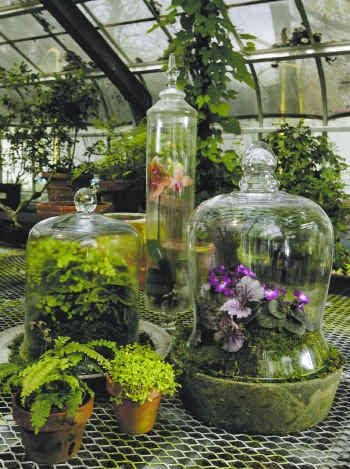 TAMAN VERTIKAL INDONESIA (TVI) - VERTICAL GARDEN INDONESIA