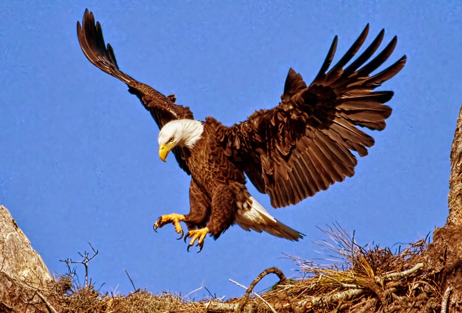 Rajawali dan Perubahan