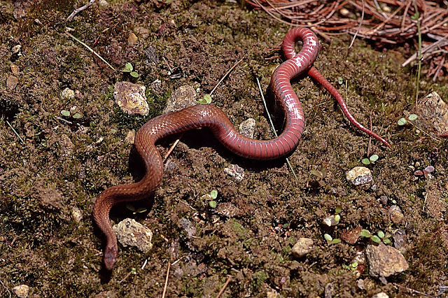 Den'sphotogallery: Snakes of New Hampshire