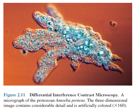 Microbiology Notes: The Study of Microbial Structure : Microscopy and ...