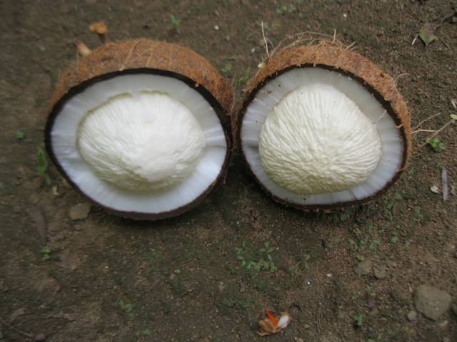Malhar: Coconuts