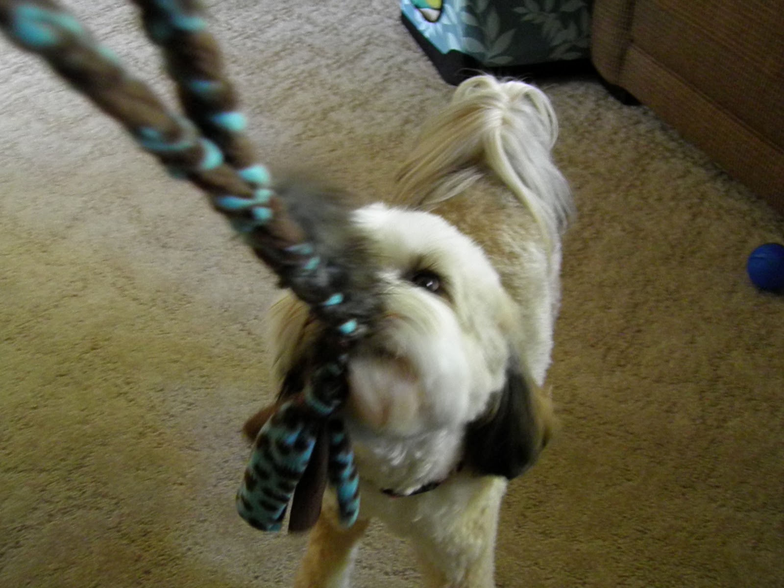 Just A Pup: New Tuggies