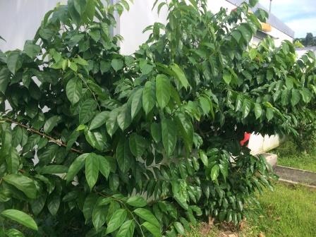 Baphia nitida | Pustaka Flora | Database Tanaman Landscape