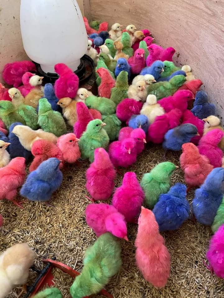 Anak Ayam Comel | Detik Detik Indah Dalam Hidupku