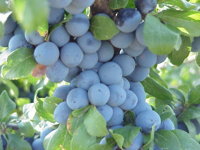 El blog del Pacharán: ¿Cuándo están maduras las endrinas?