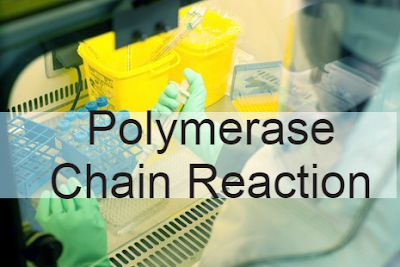 PCR/ Polymerase Chain Reaction