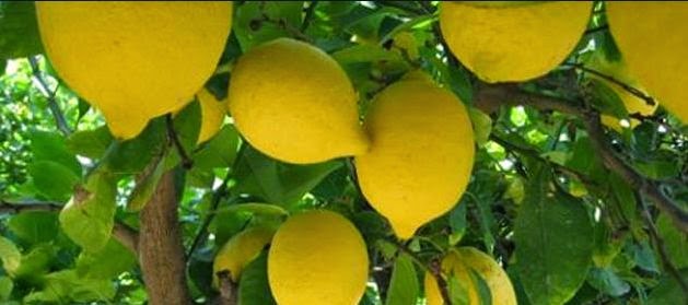 la jimansa: precio limón fino semana 45/2014 (del 03/11/14 al 09/11/14)