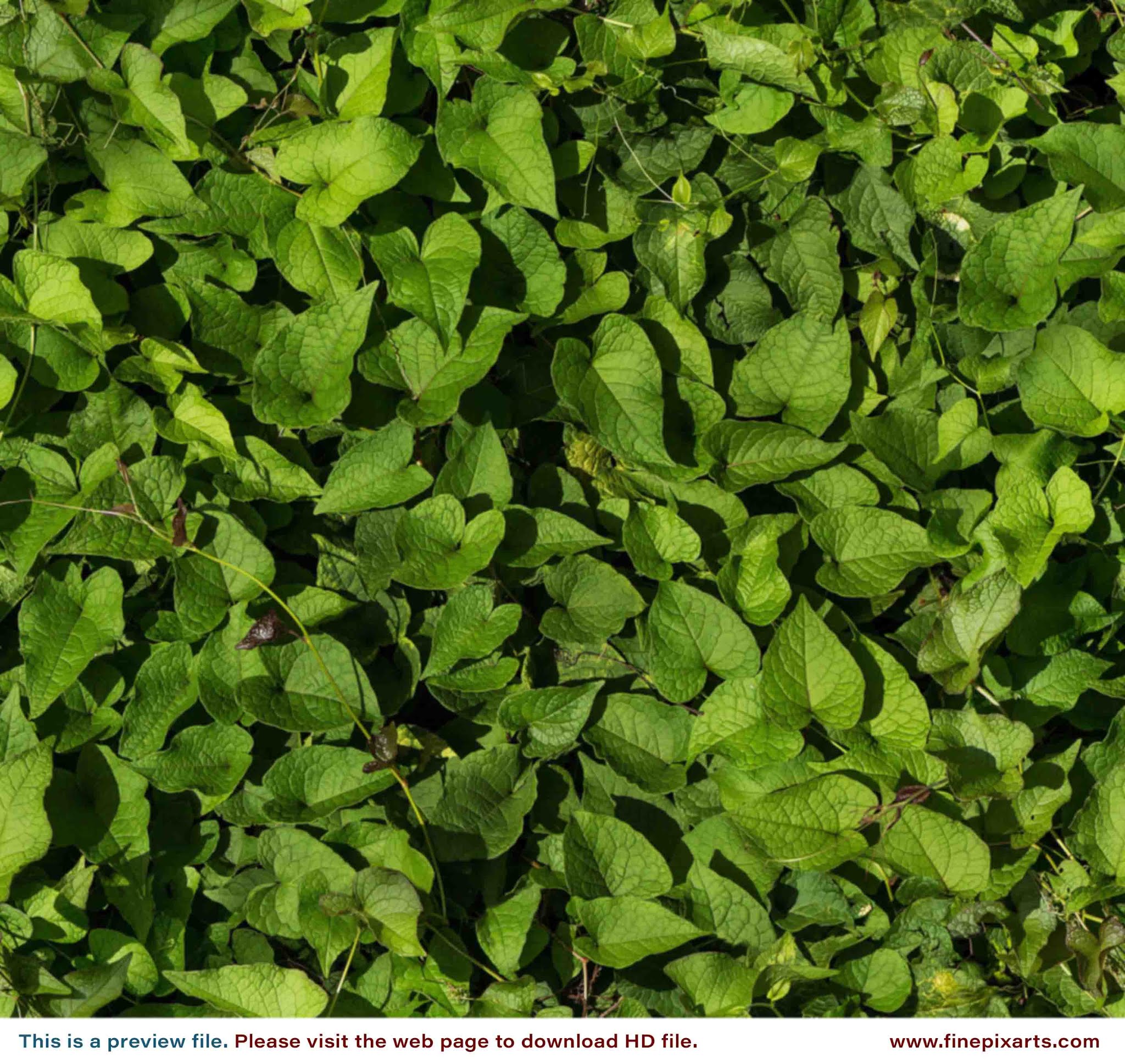 Creeper Texture 00008