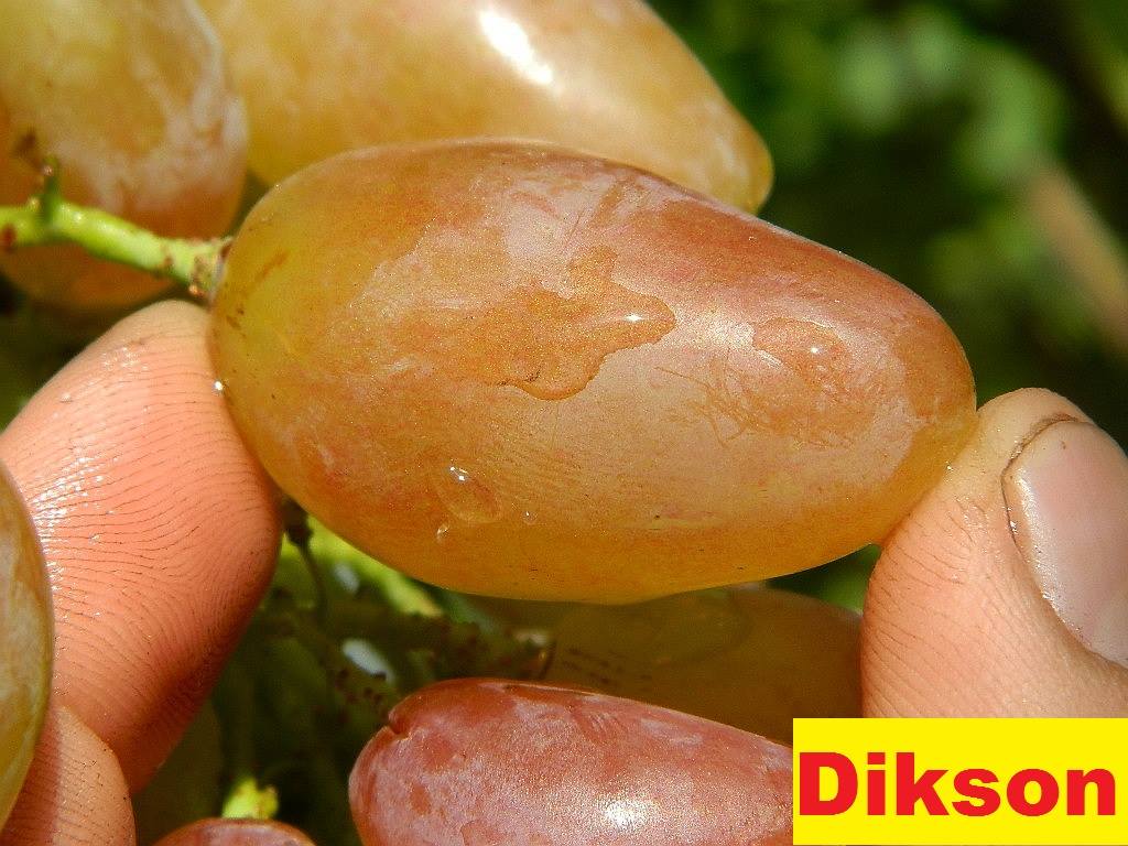 Anggur jenis Dixon | Pohon Anggur Genjah