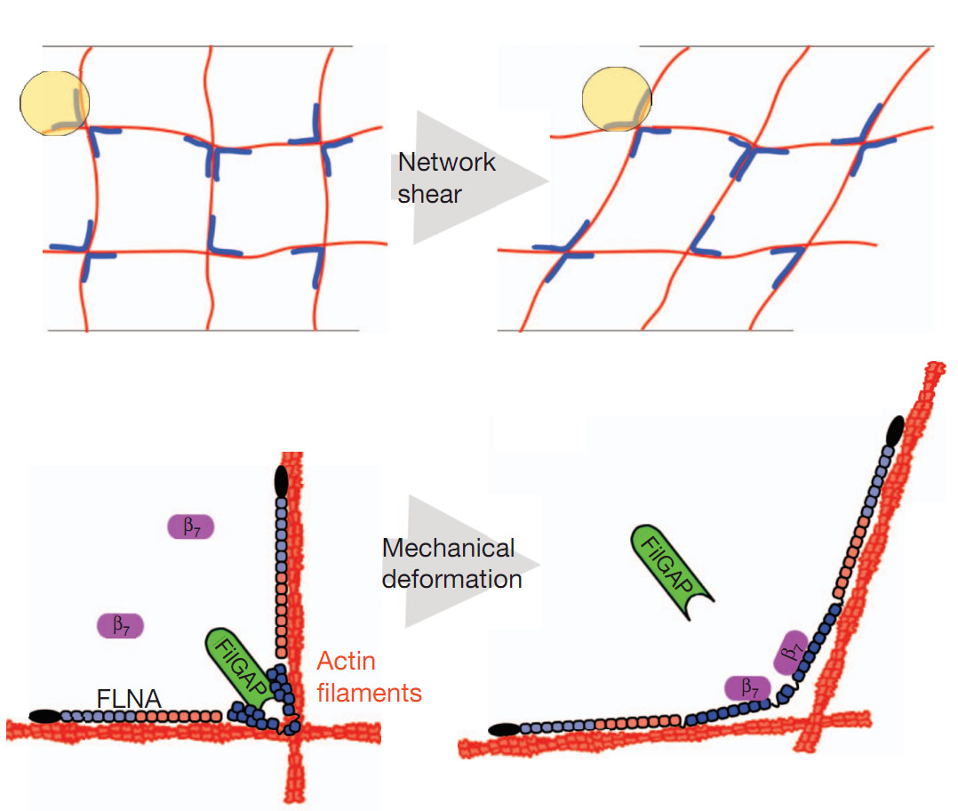 Biophysics - Forces in the Bio Universe: Mechanical strain in actin ...