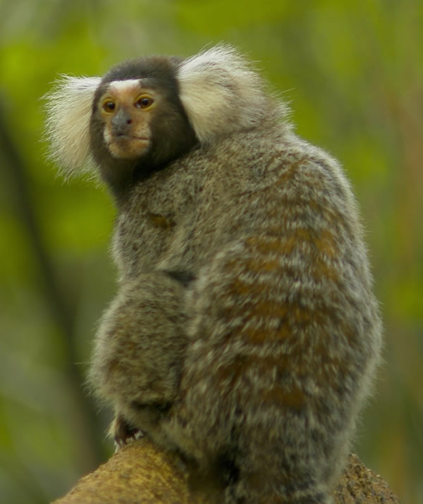 Ecofriendly: White Eared Marmoset