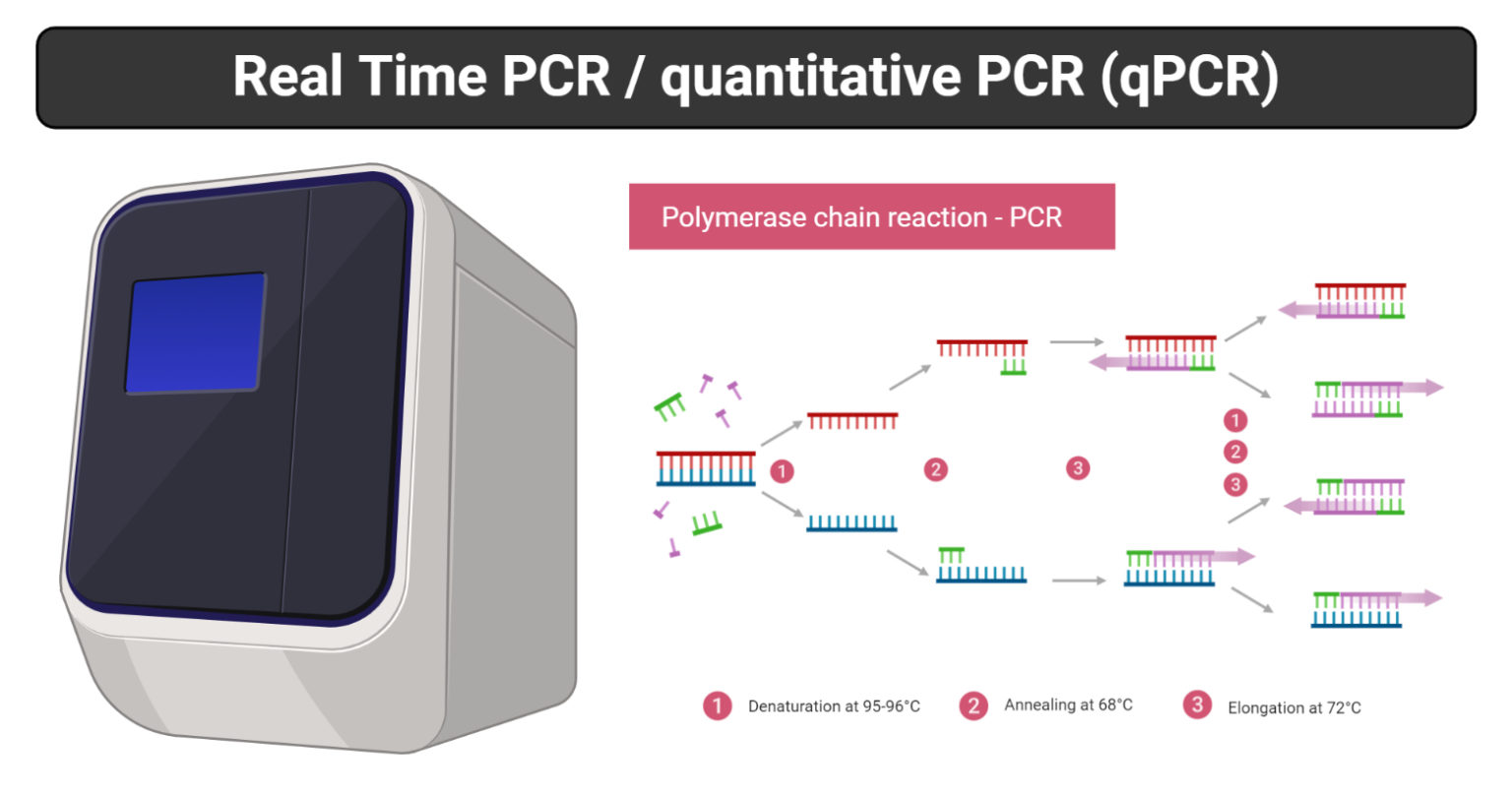 Deteksi SARS CoV 2 Penyebab COVID 19 Dengan Metode PCR MicrobeHolic deteksi-sars-cov-2-penyebab-covid-19-dengan-metode-pcr-microbeholic