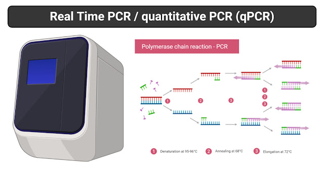 Deteksi SARS CoV-2 Penyebab COVID-19 Dengan Metode PCR - MicrobeHolic