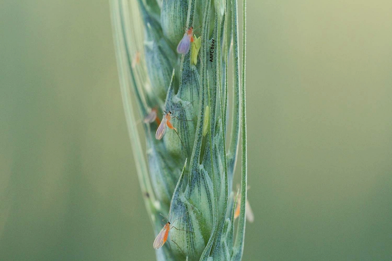 Prairie Pest Monitoring Network Blog: Insect of the Week (June 17 ...