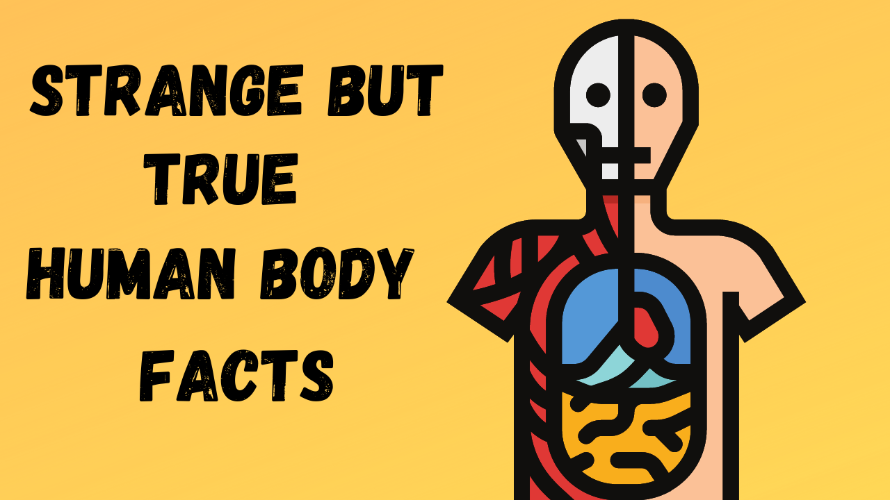 Strange But True Facts About The Human Body MooMooMath And Science strange-but-true-facts-about-the-human-body-moomoomath-and-science