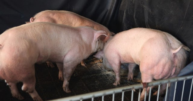 Sentient Developments: Are These "Double-Muscled" Pigs the Future of Meat?