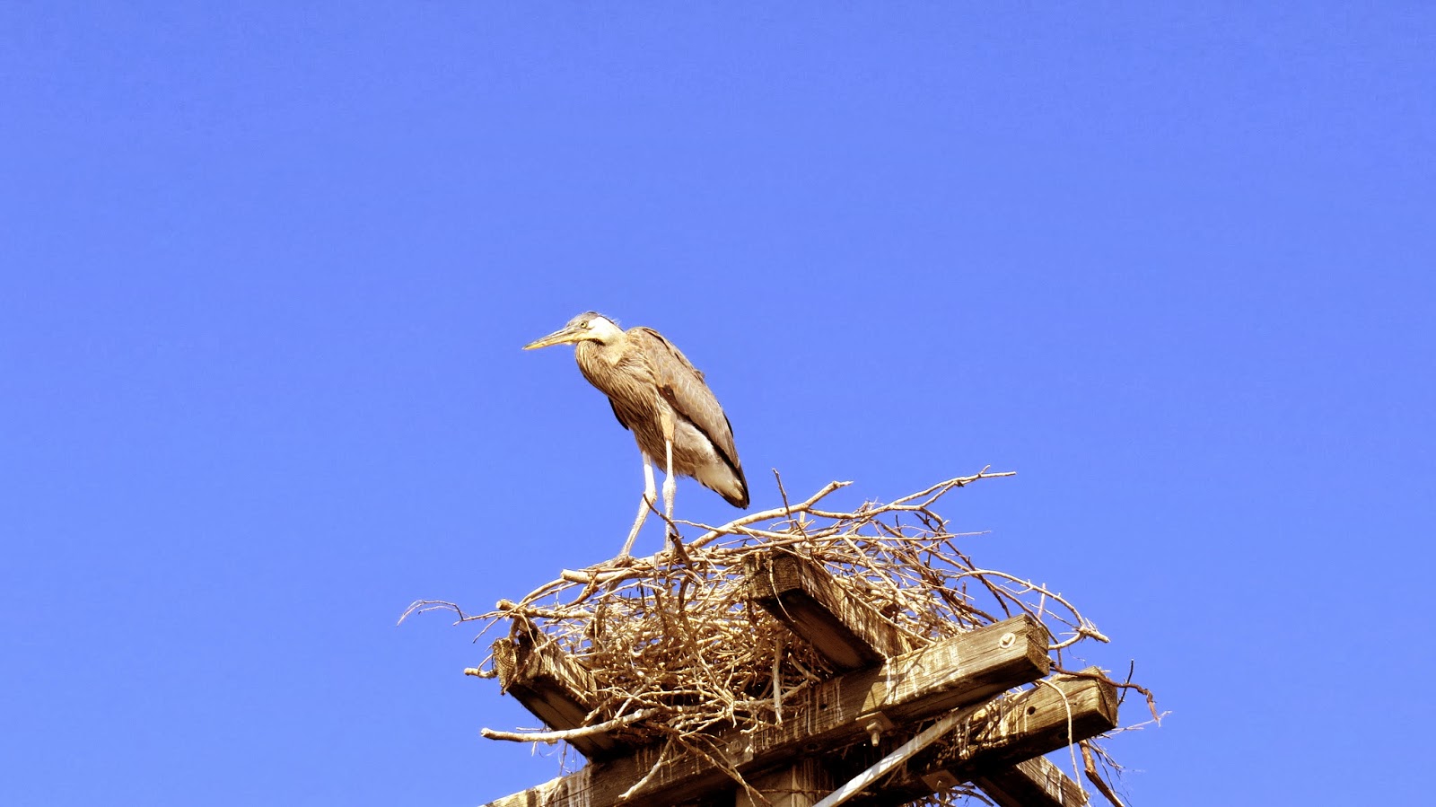 Islandscapes: Peace River Wildlife Center