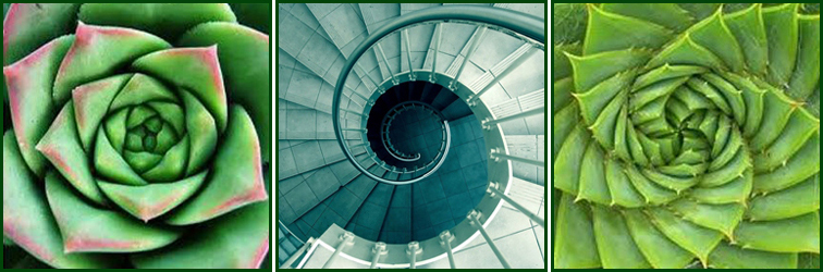 El jinete insomne: Los conejos de Fibonacci