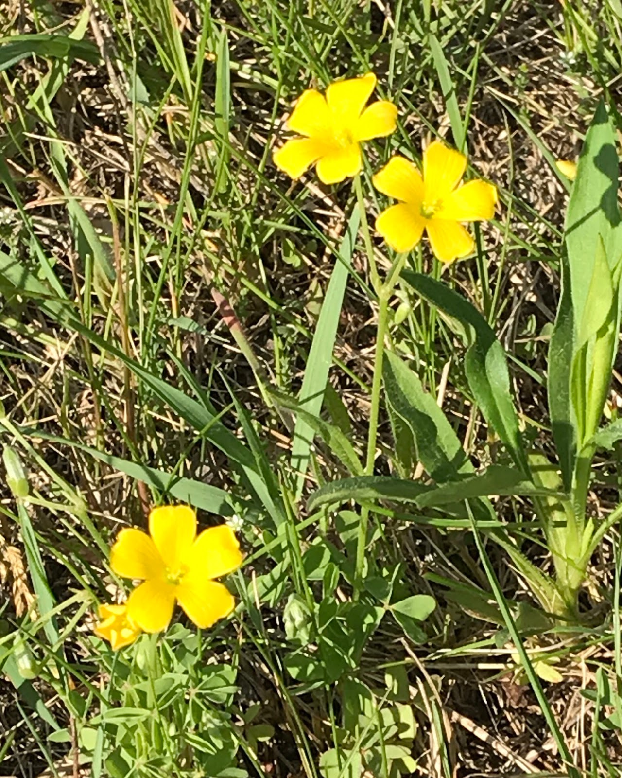 Native Wildflowers of Wisconsin: Yellow Wood Sorrel (Oxalis stricta)