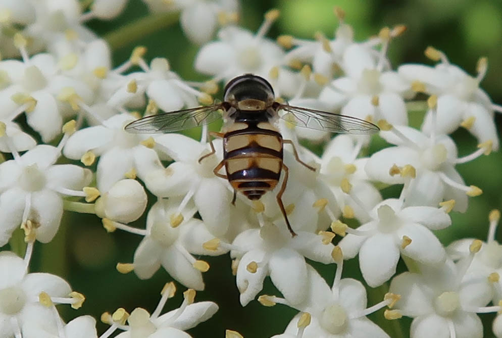 Inspiration by Deseos Design: Hoover flies