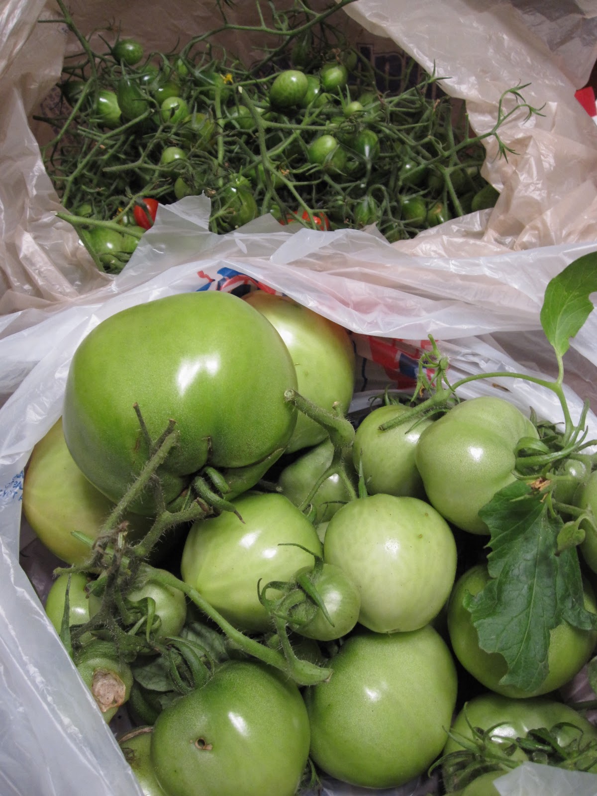 And Topher Too: First freeze = sad tomatoes