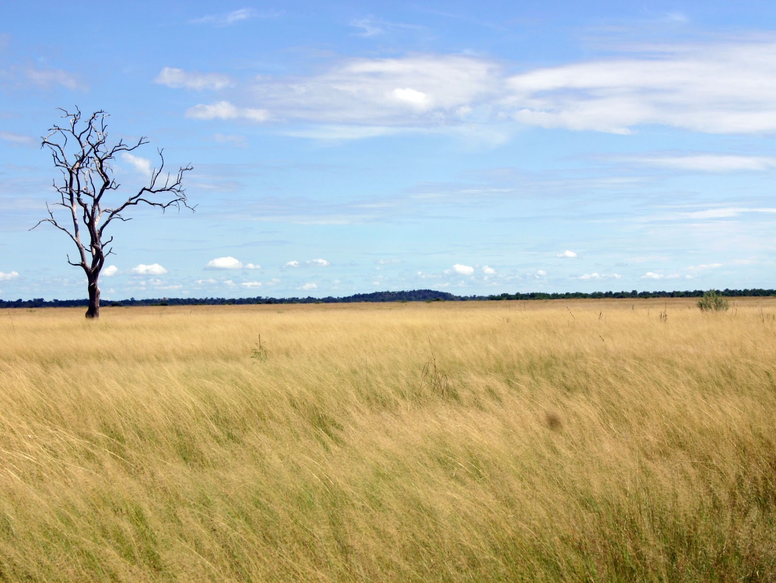 Sabana Africana wallpapers