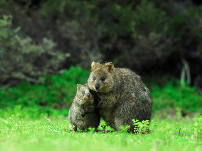 Animal Facts: Quokka