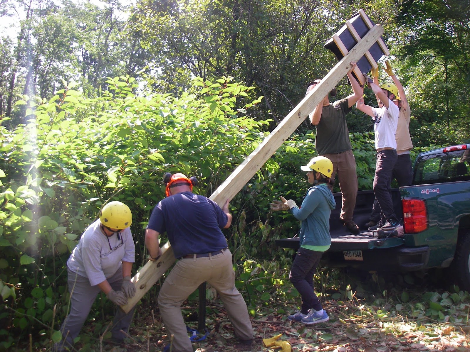 Wildlife Monitor: Bat House Installation