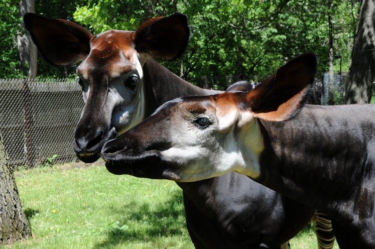 Okapi | The Life of Animals