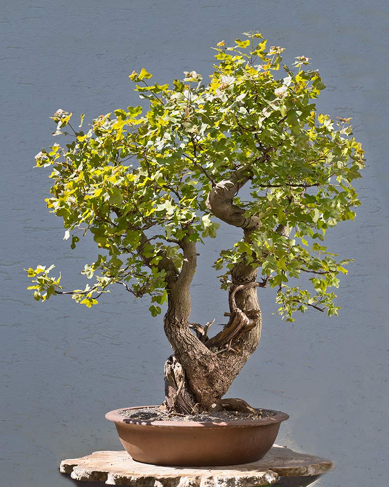 Walter Pall Bonsai Adventures: French Maple #5