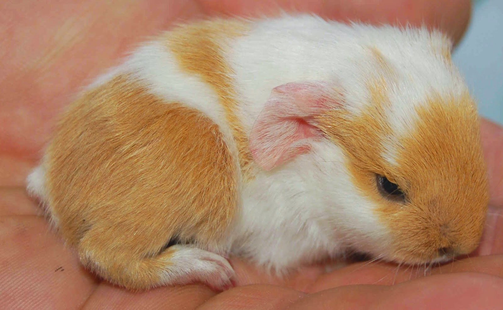 ZAMORAC ( guinea pig ),veseo sam,tih i vrlo umiljat ljubimac.