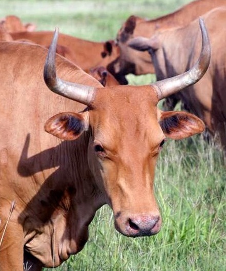 GANADERIA COLOMBIANA: RAZAS CRIOLLAS COLOMBIANAS