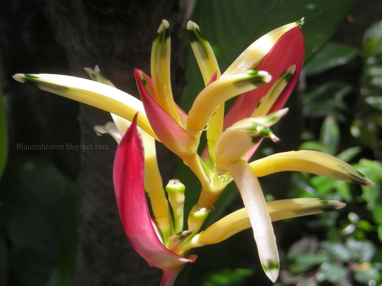 lui is in heaven: Samhain Flower