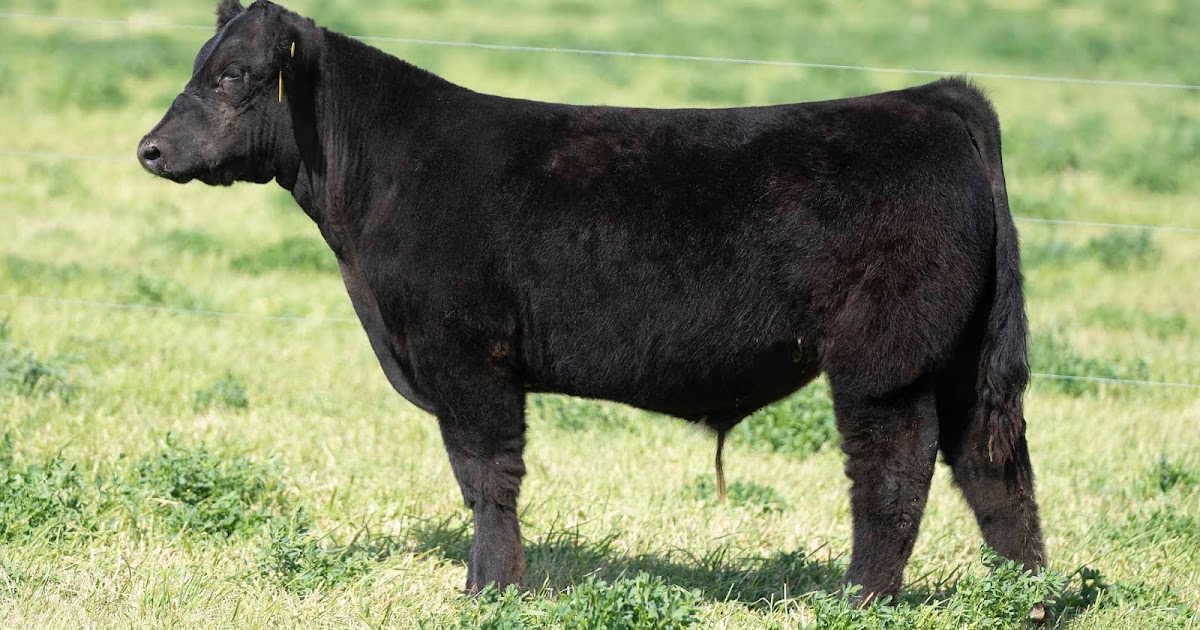 RCC Blog: Classic Cattle Company