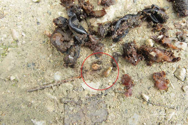 Crottes de Renard roux sur le chemin forestier.