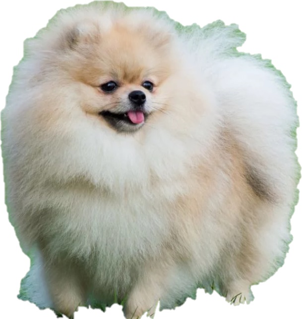 25 Jenis Anjing Kecil Lucu - BULU KUCIING