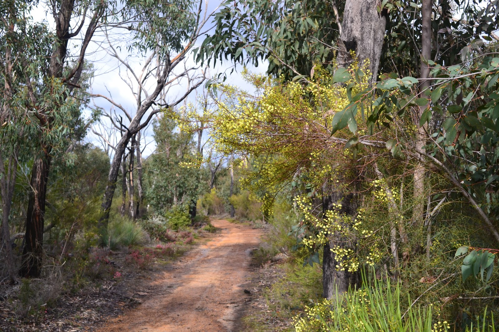 Goin' Feral One Day At A Time: Mt Everard Circuit, Kinglake National ...