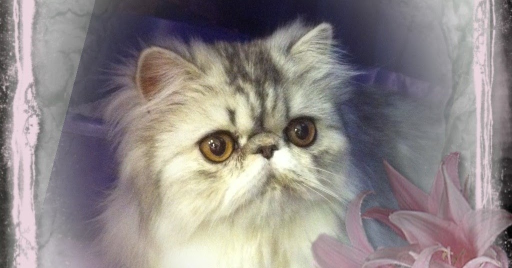 S*Atitza's Perser & Exotic: Hassellidens Silver Ozima