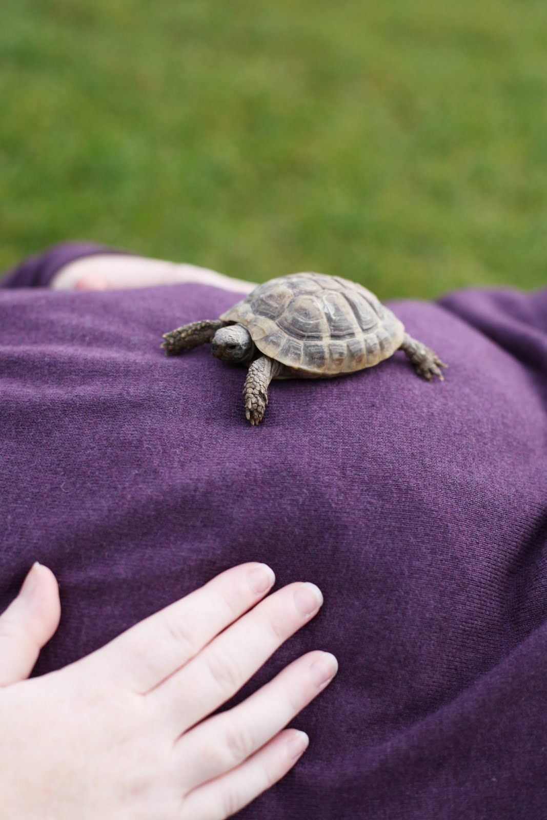 Autumn leaves and mummy bumps - Helen Strong Photography