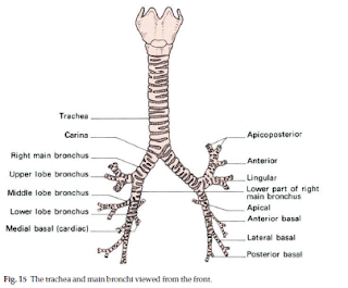 Understanding the Clinical Guide to Anatomy: The Thorax-Lower ...