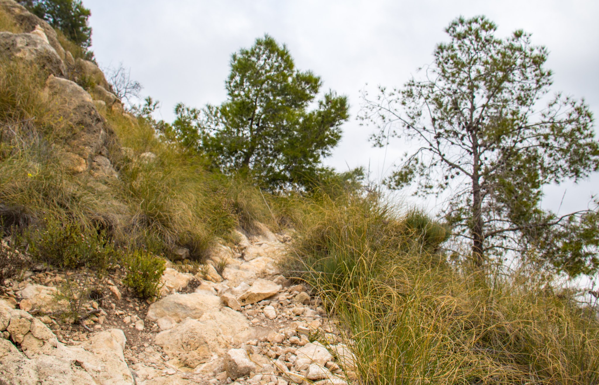 RUTA CIRCULAR AL CERRO DEL AGUDO DESDE BARBARROJA.