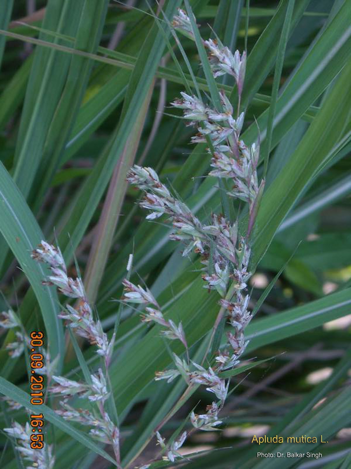 Medicinal Plants: Apluda mutica, Mauritian grass, Akku hullu, Phulera