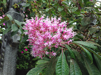 my G@Rdening frenzY: ARDISIA PYRAMIDALIS